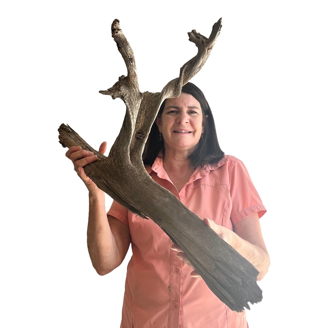 Juniper Deadwood Tree Branch for Rustic Wood Decor, Bonsai Wood ...