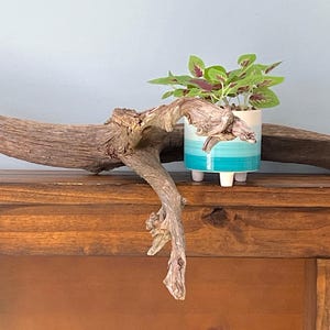 Juniper Deadwood Tree Branch for Rustic Wood Decor, Bonsai Wood ...