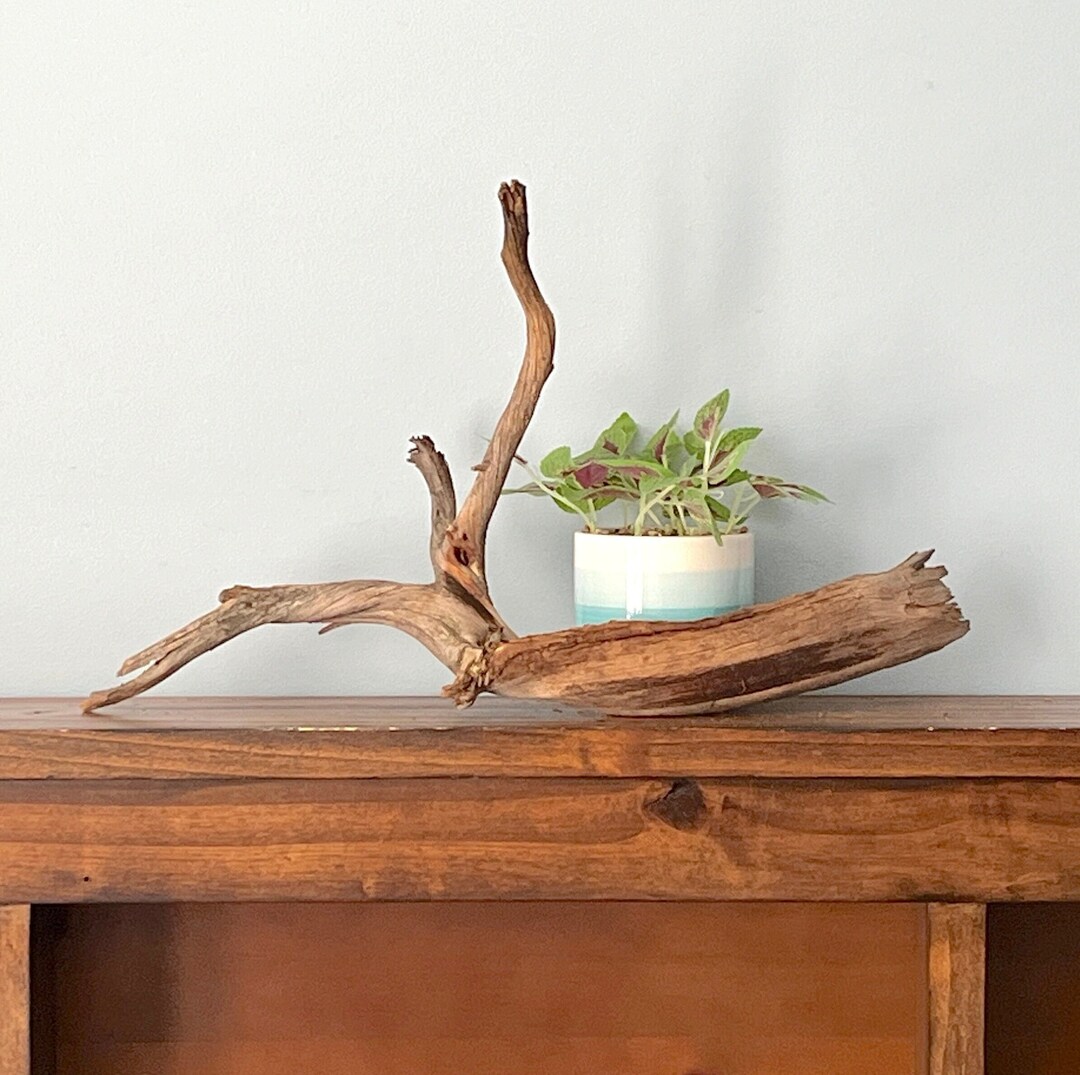 Twisted Deadwood Tree Branch Rustic Decor, Juniper Wood, DIY Bonsai ...