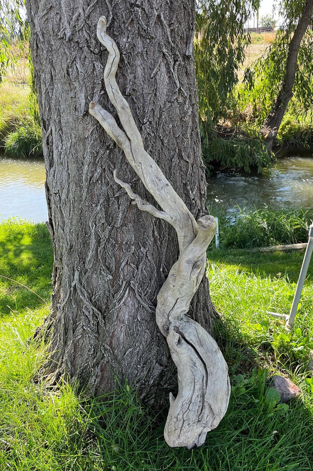 Extra Large Driftwood Branch for Outdoor Decor, 51 Tree Limb, Long ...