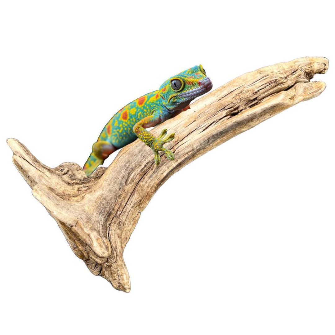Reptile Climbing Branch, Driftwood Tree Branch for Reptile Tank ...