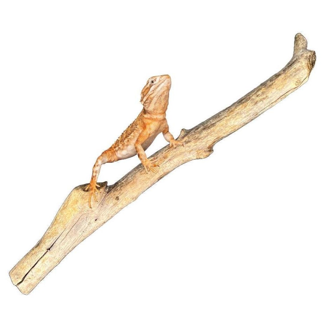 Driftwood Tree Branch for Reptile Tank, Bearded Dragon Accessories ...