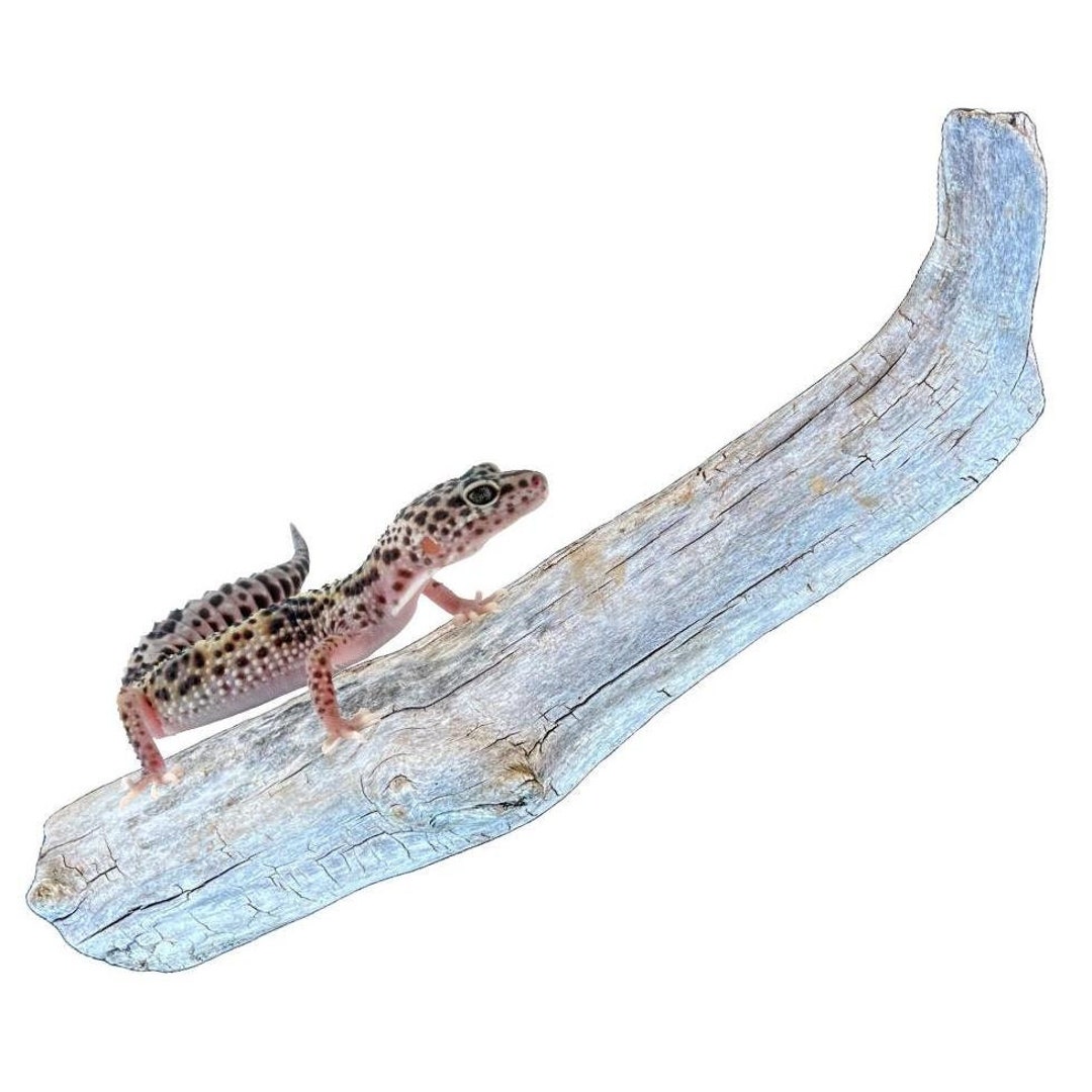 Driftwood Tree Branch for Bearded Dragon, Reptile Tank Accessories ...