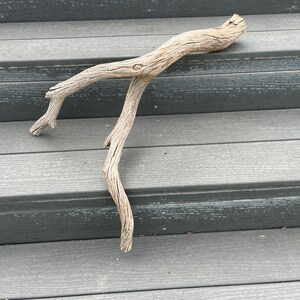 Juniper Deadwood Branch for Landscape Decor, Rustic Branch Decor ...