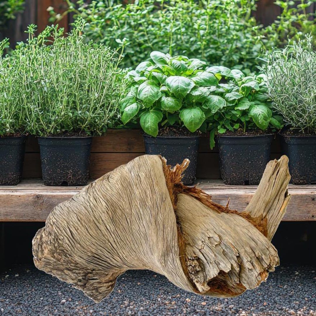 Large Tree Stump for Landscape Decor, Twisted Juniper Deadwood, Rustic ...