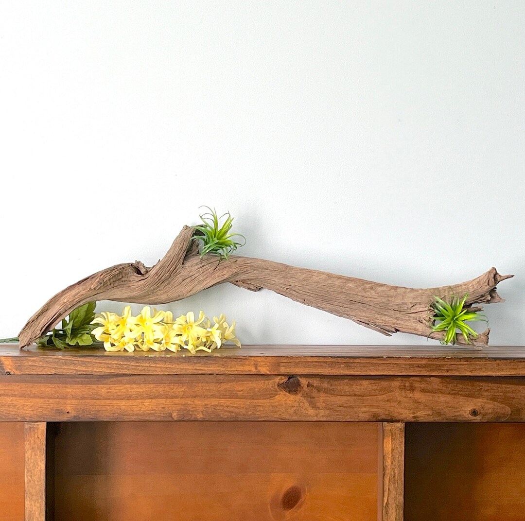 Juniper Deadwood Tree Branch for Air Plants, Rustic Branch Decor ...