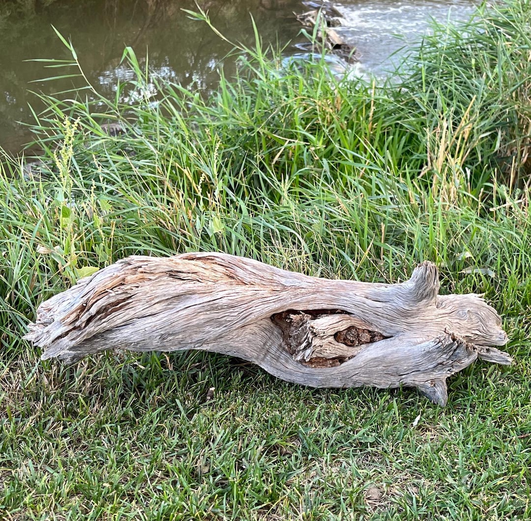 Large Juniper Deadwood, Driftwood Tree Branch, Rustic Branch Decor ...
