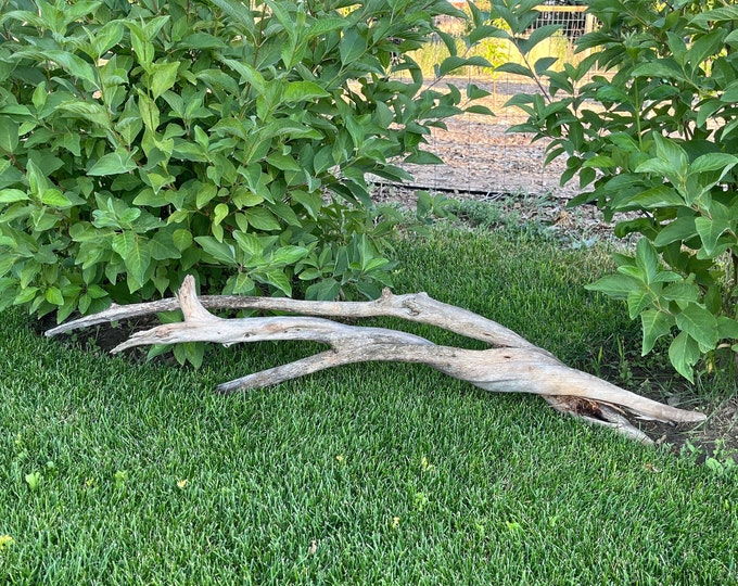 Extra Large Twisted Wood Tree Branch, Juniper Deadwood, Rustic Branch ...