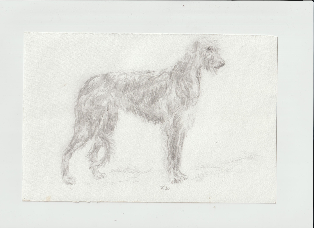 Irish Wolfhound, Pencil Drawing, Digital Print, Irish Wolfhound Pencil ...