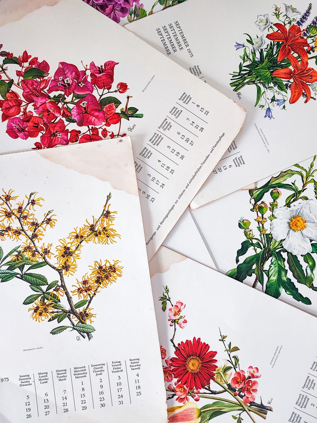 1975 Vintage Botanical Calendar Print | July-december Flower ...