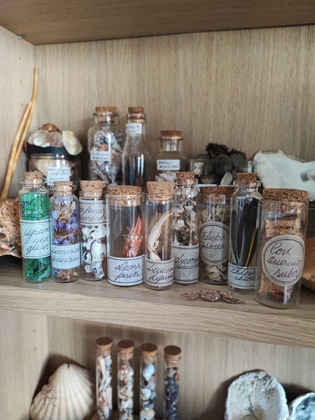 Mystery Set of 3 Natural Curiosities | Nature Specimen Vials | Cabinet ...