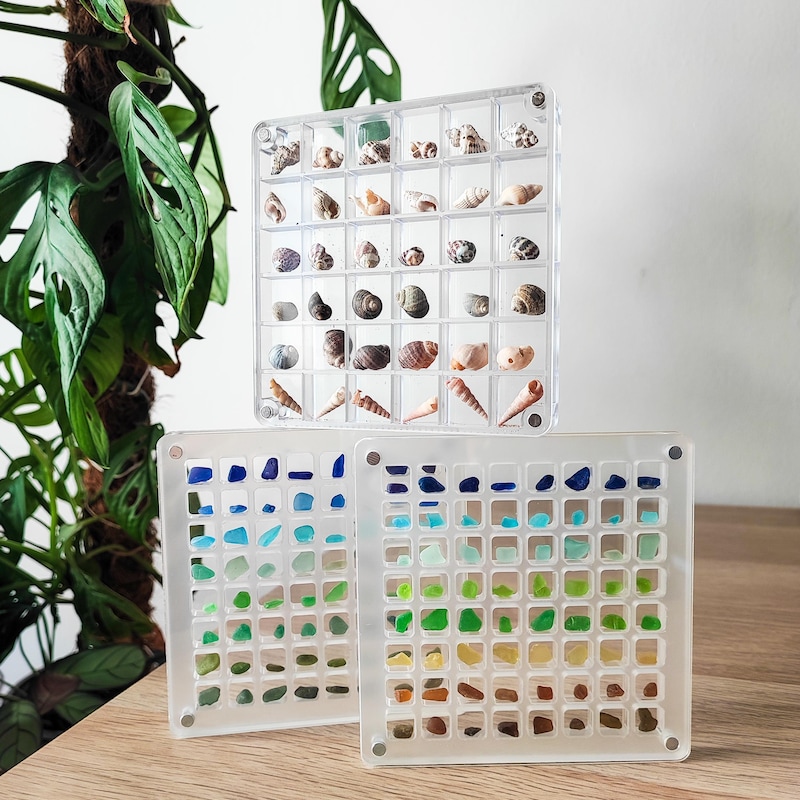 Sea Shell Display - Etsy