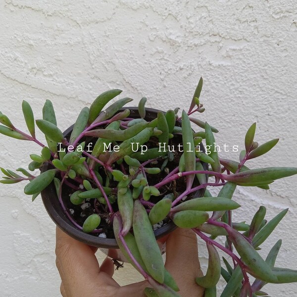 String of Ruby Plant - Etsy