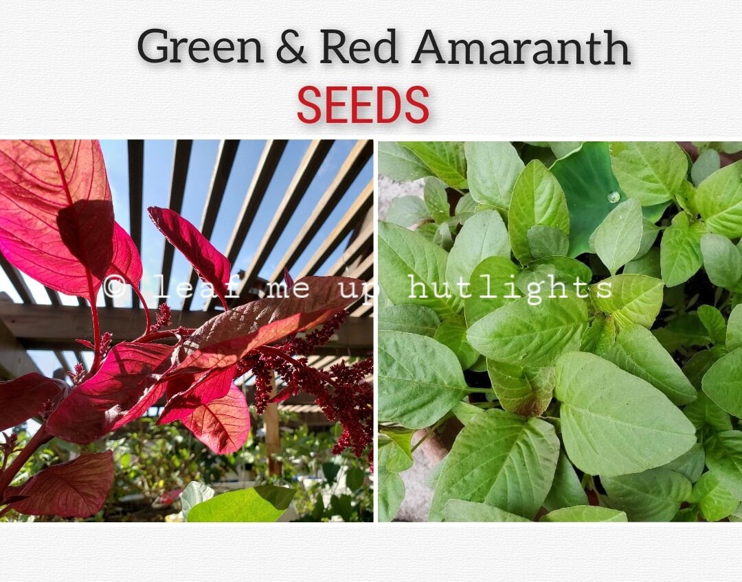 500+ Red and Green Amaranth Mix Seeds, Kalunay, Hopi Red Dye, Summer ...