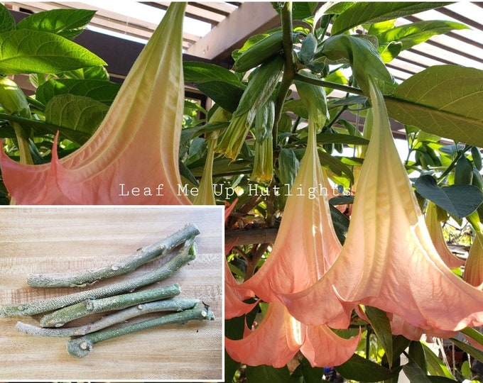 Pink Angel's Trumpet Cuttings, Fragrant Flowering Shrub, Trumpet-shaped ...