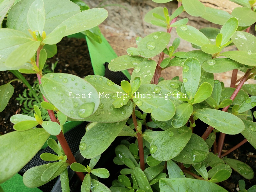 1000+ Purslane Seeds: Verdolaga, Ulasiman, Homegrown Easy to Grow ...