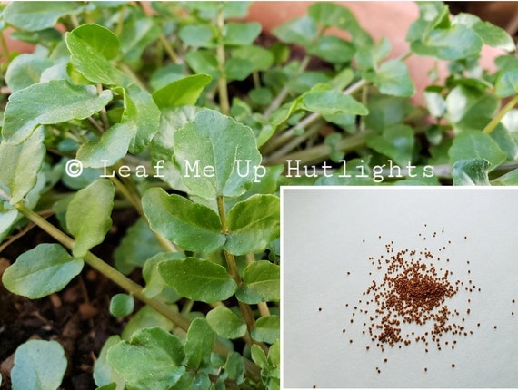 Seeds Purslane/Ngalog/Verdolaga 400 Home & Living Seeds & Seed Bombs ...