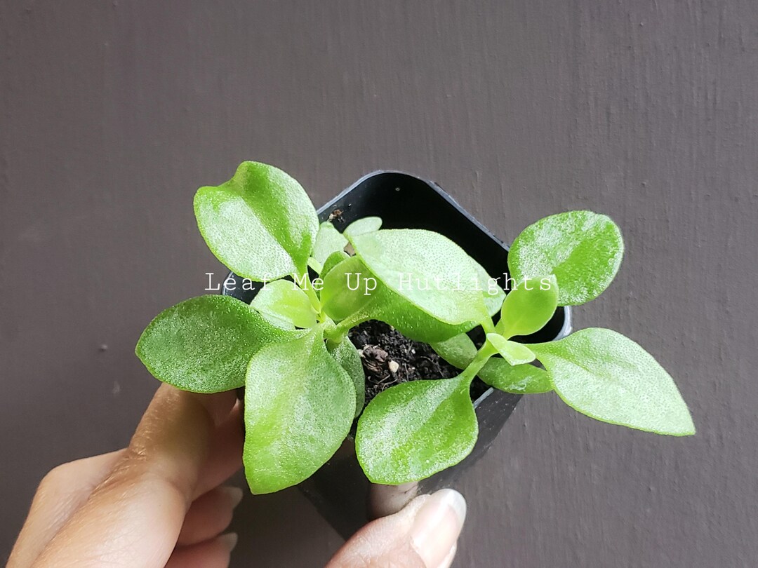 Baby Sun Rose, Heartleaf Ice Plant 2" Pot Starter, Drought Tolerant ...