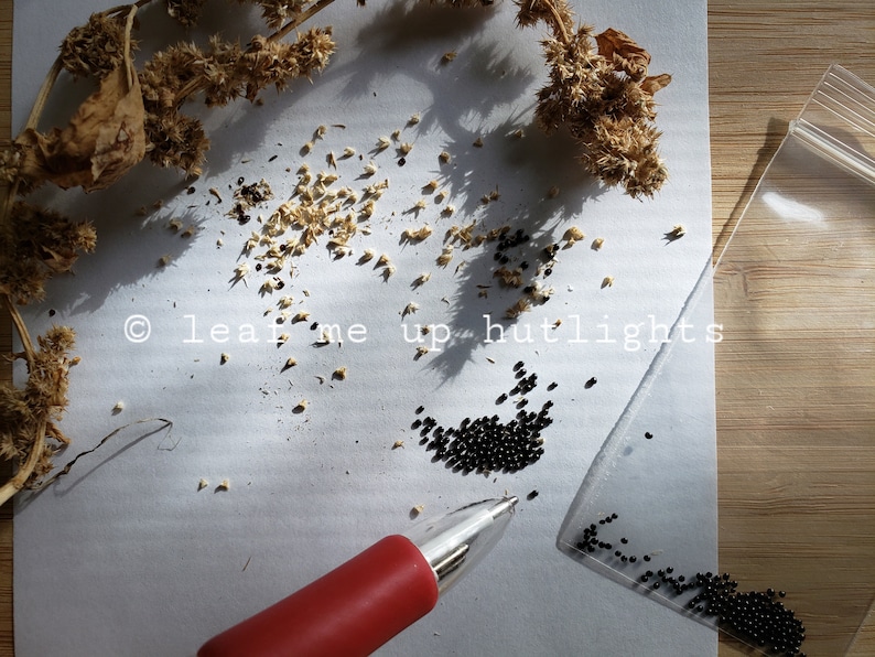 1000+ Green Amaranth, Kalunay, Drought Tolerant Vegetable, Homegrown ...