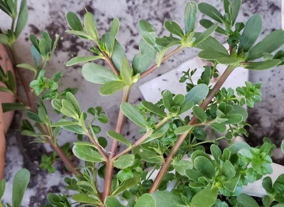 Seeds Purslane/Ngalog/Verdolaga 400 Home & Living Seeds & Seed Bombs ...