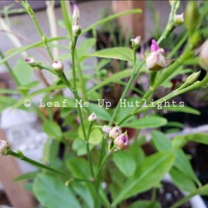 100+ Waterleaf Spinach/talinum Seeds, Florida Spinach, Gbure, Surinam ...