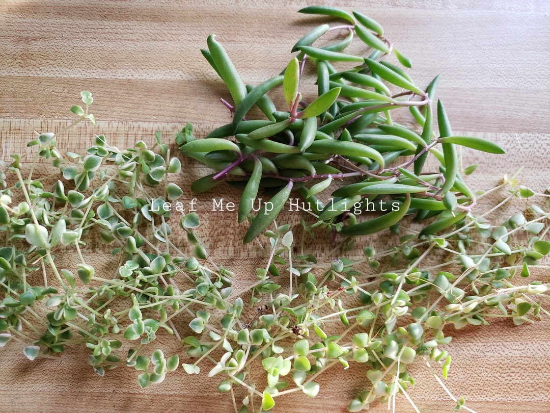 Succulent Cuttings, String of Ruby Necklace, Sedum Little Missy Cuttings, - Etsy