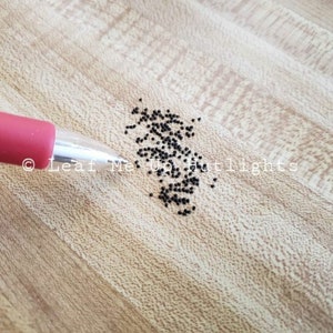 100+ Waterleaf Spinach/talinum Seeds, Florida Spinach, Gbure, Surinam ...