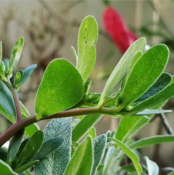 Seeds Purslane/Ngalog/Verdolaga 400 Home & Living Seeds & Seed Bombs ...