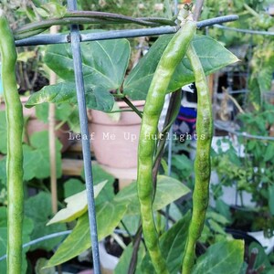 35 Organic Long Beans Seeds, Sitaw, Bora, Asparagus Bean Seeds 2024 ...