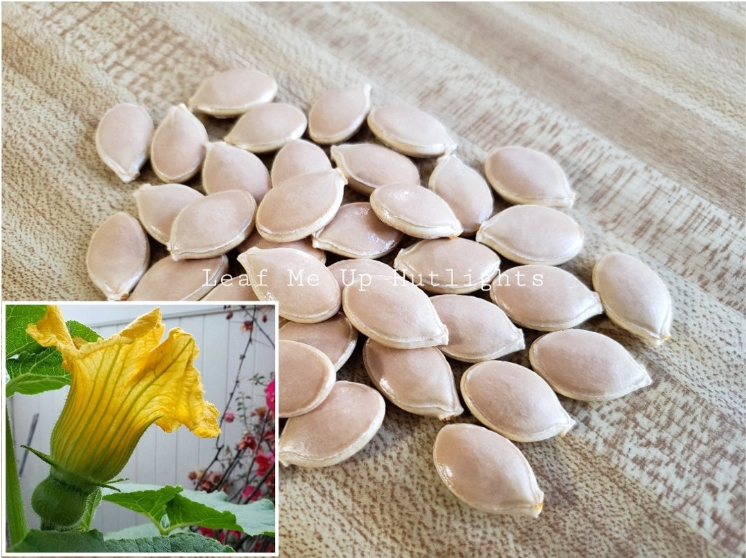 15+ Kabocha Squash Seeds, Kalabasa - Etsy