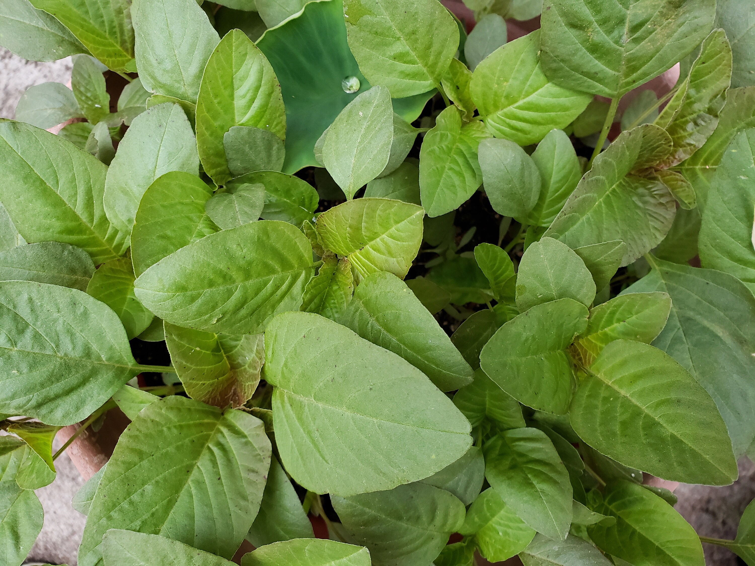 Green Amaranth/Kalunay/Red Spinach SEEDS | Etsy