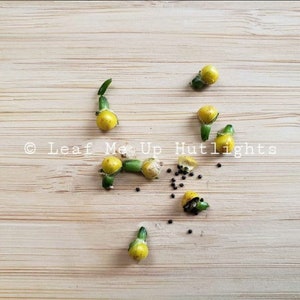 100+ Waterleaf Spinach/talinum Seeds, Florida Spinach, Gbure, Surinam ...