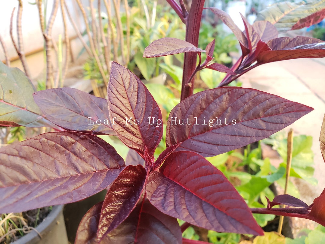 Red Amaranth 500 Seeds, Organic Red Kalunay - Etsy