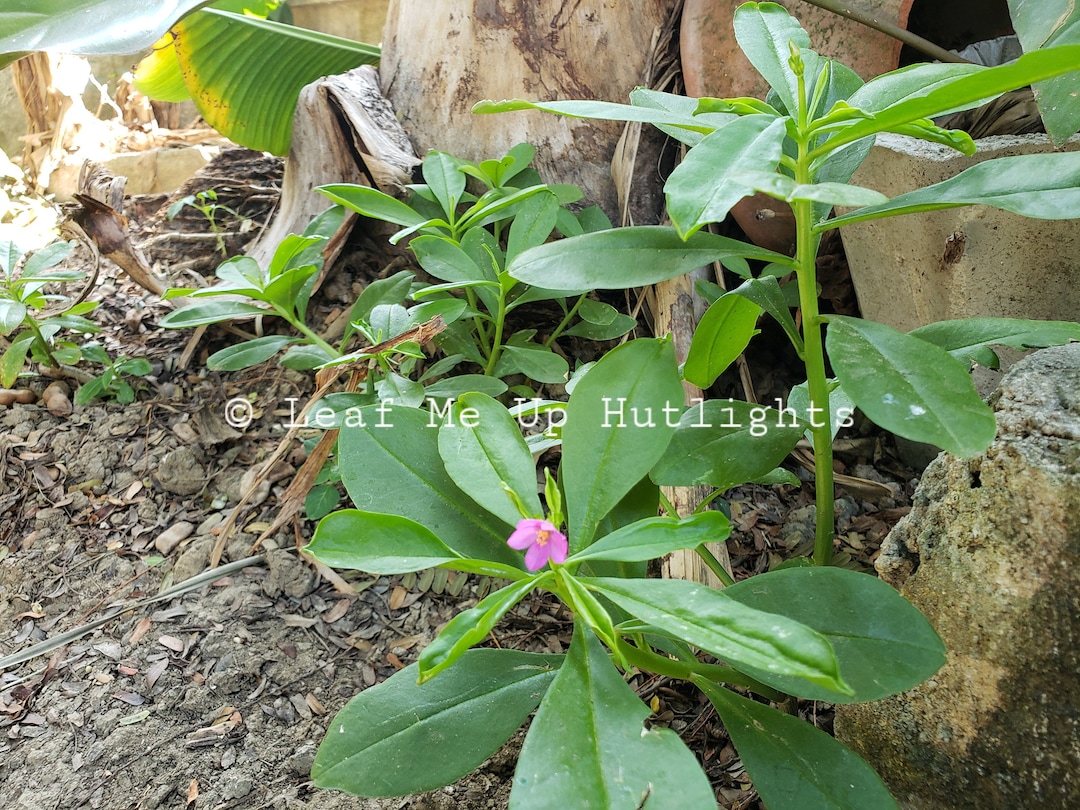 100+ Waterleaf Spinach/talinum Seeds, Florida Spinach, Gbure, Surinam ...