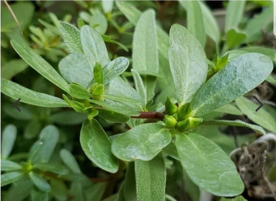 Seeds Purslane/Ngalog/Verdolaga 400 Home & Living Seeds & Seed Bombs ...