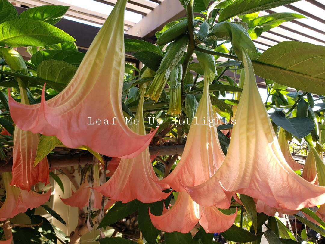 Pink Angel's Trumpet Cuttings, Fragrant Flowering Shrub, Trumpet-shaped ...