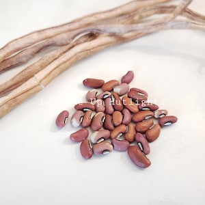 35 Organic Long Beans Seeds, Sitaw, Bora, Asparagus Bean Seeds 2024 ...