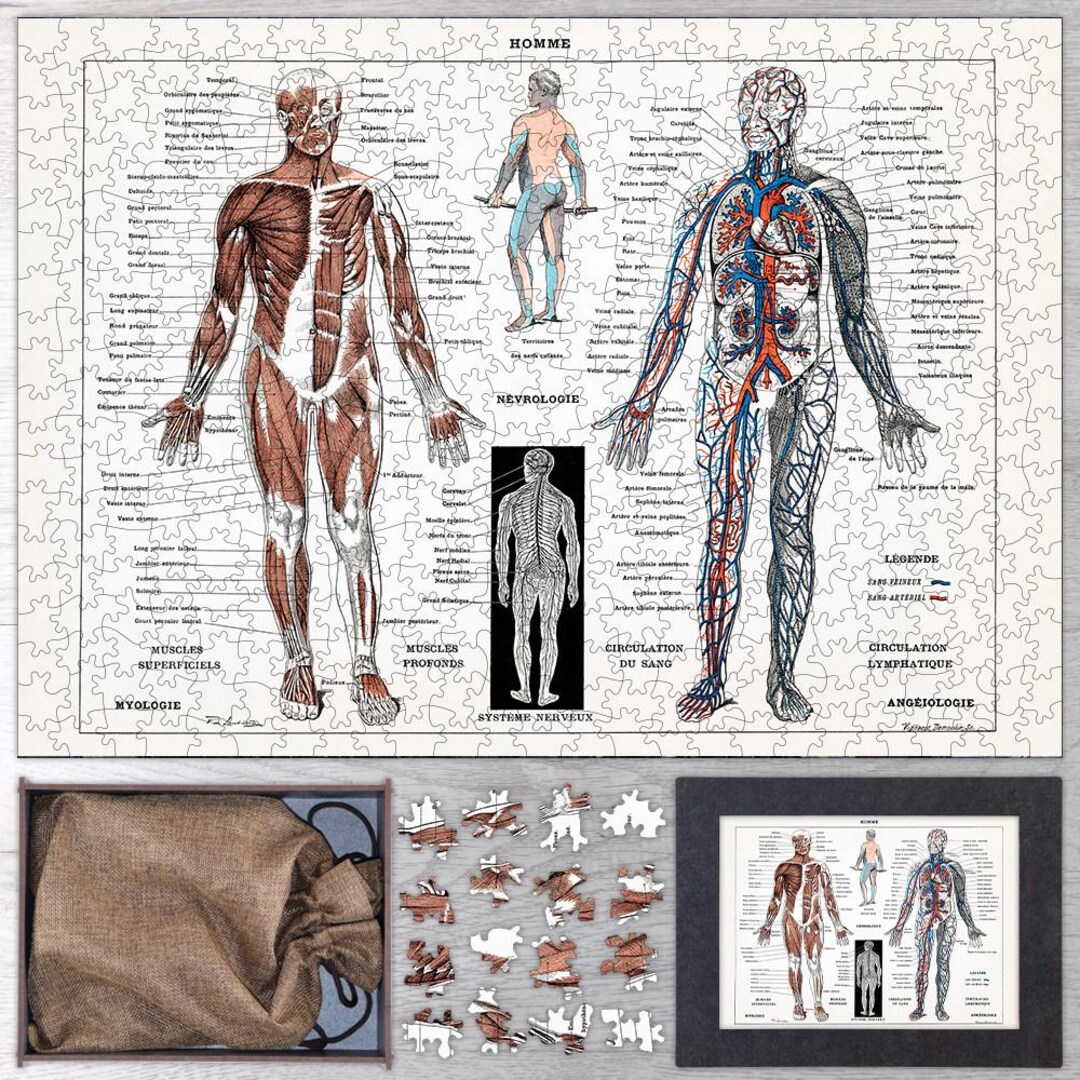 Anatomical Wooden Jigsaw Puzzle – Human Nervous & Muscular System - Etsy