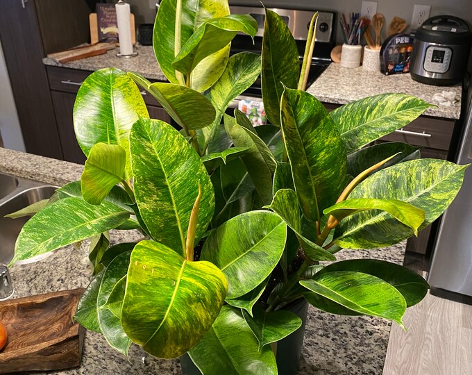 Ficus Elastica ‘honduras’ Cutting - Etsy