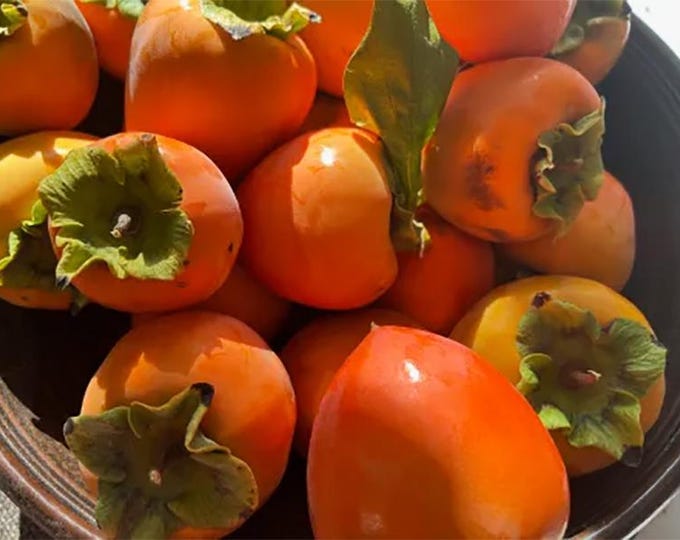 Fresh Hachiya Persimmon Fruit California Home Grown Organic Persimmon ...