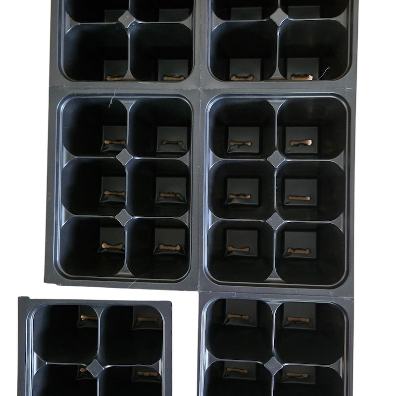 Cell Tray Plant - Etsy
