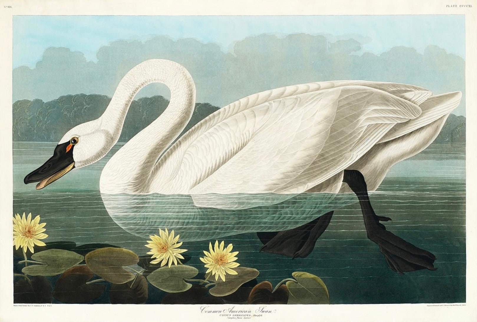 Vintage Common American Swan Print, Audubon print, Swan print, Vintage ...