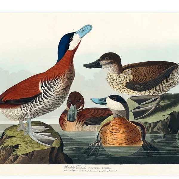 Ruddy Duck - Etsy