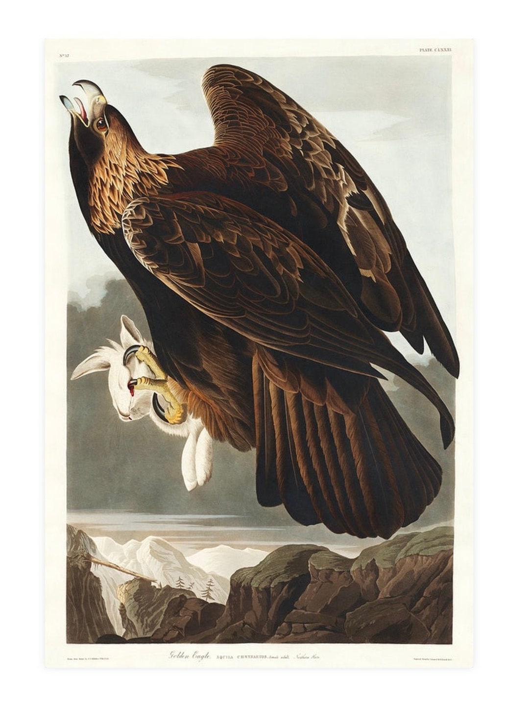 Vintage Golden Eagle Print, Audubon Print, Eagle Print, Vintage Print ...