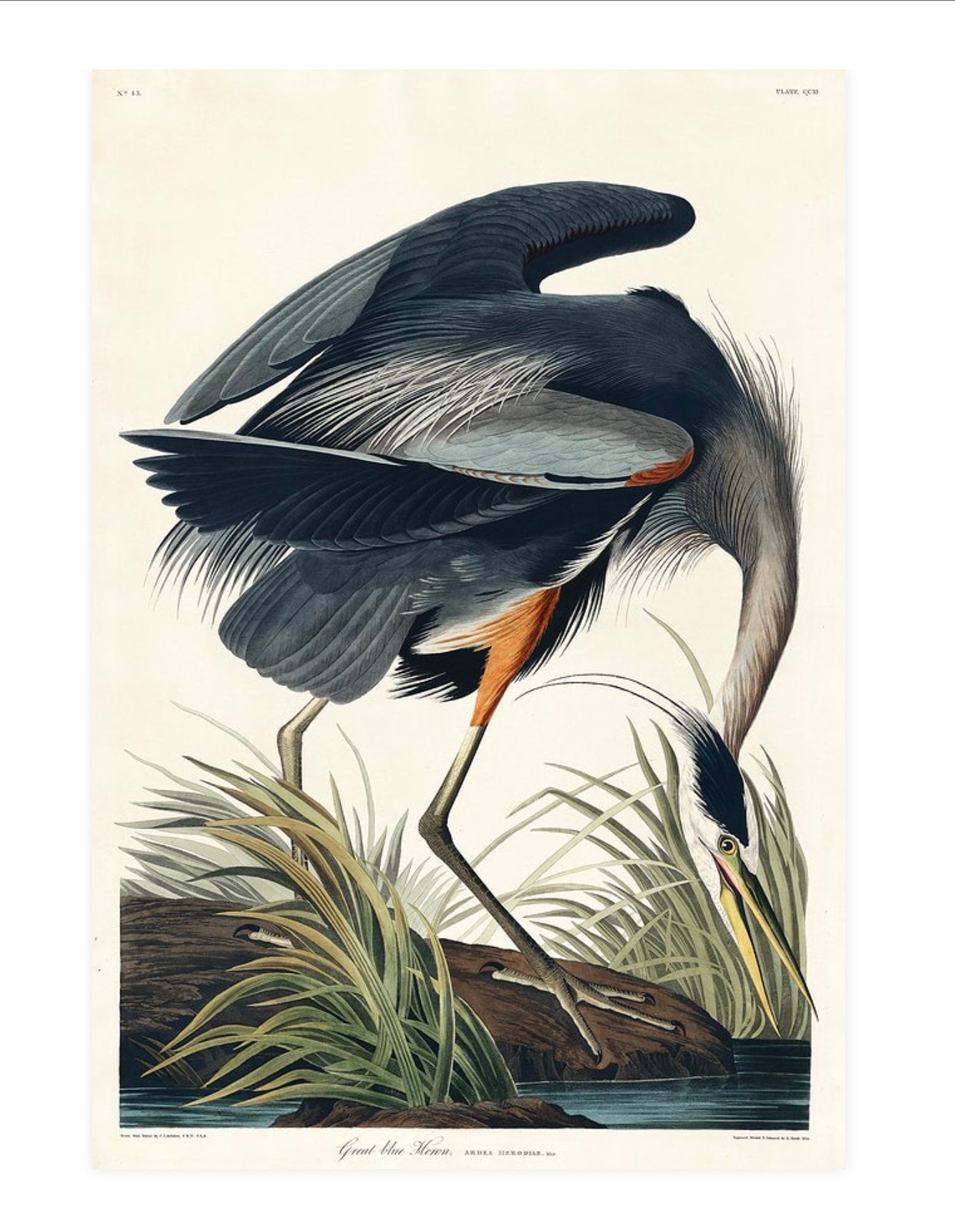 Vintage Great Blue Heron Print, Audubon Print, Heron Print, Vintage ...