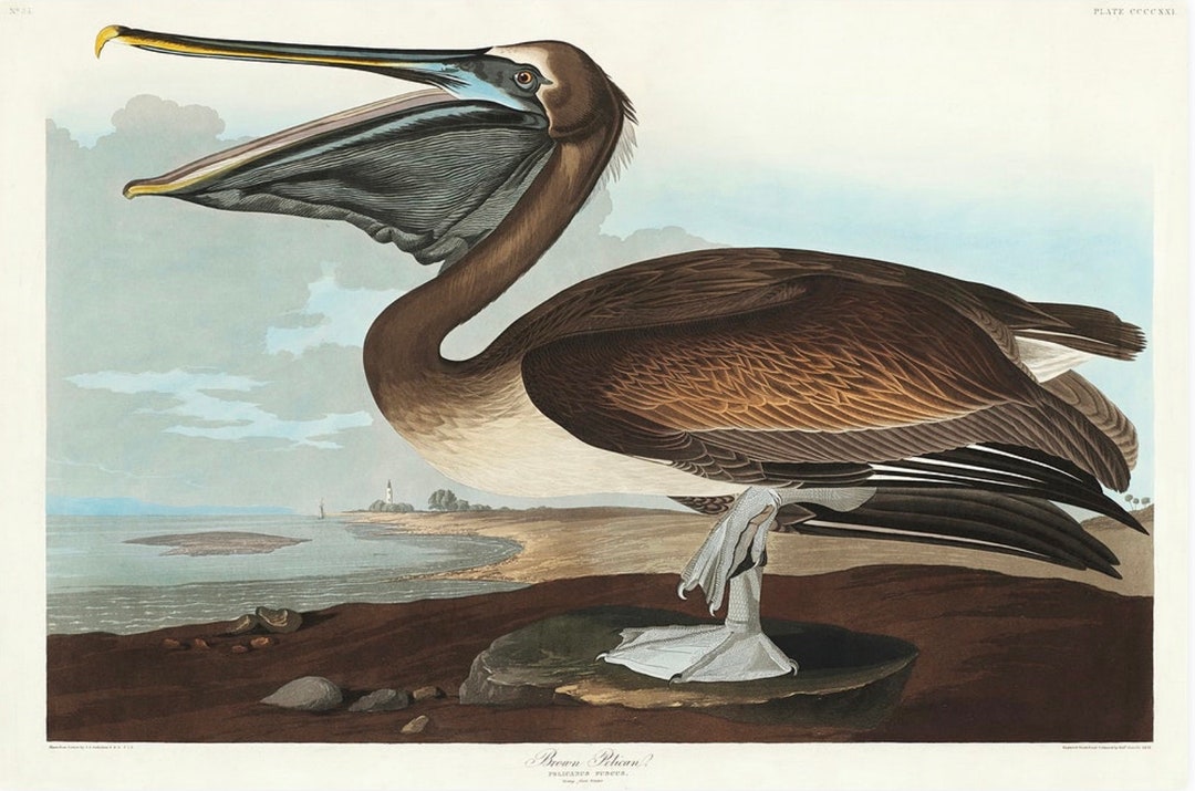 Vintage Brown Pelican Print, Audubon Print, Pelican Print, Vintage ...