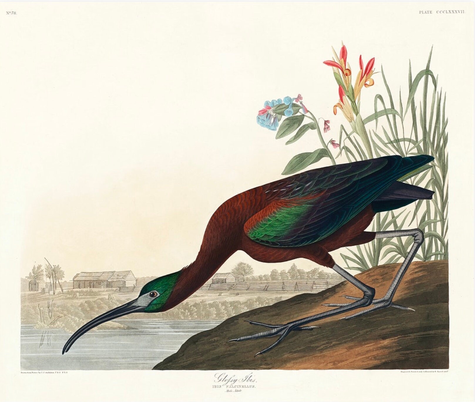Vintage Glossy Ibis Print, Audubon Print, Ibis Print, Vintage Print ...