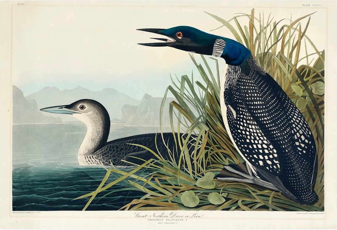 Vintage Loon Print, Audubon Print, Loon Print, Vintage Print, Bird ...