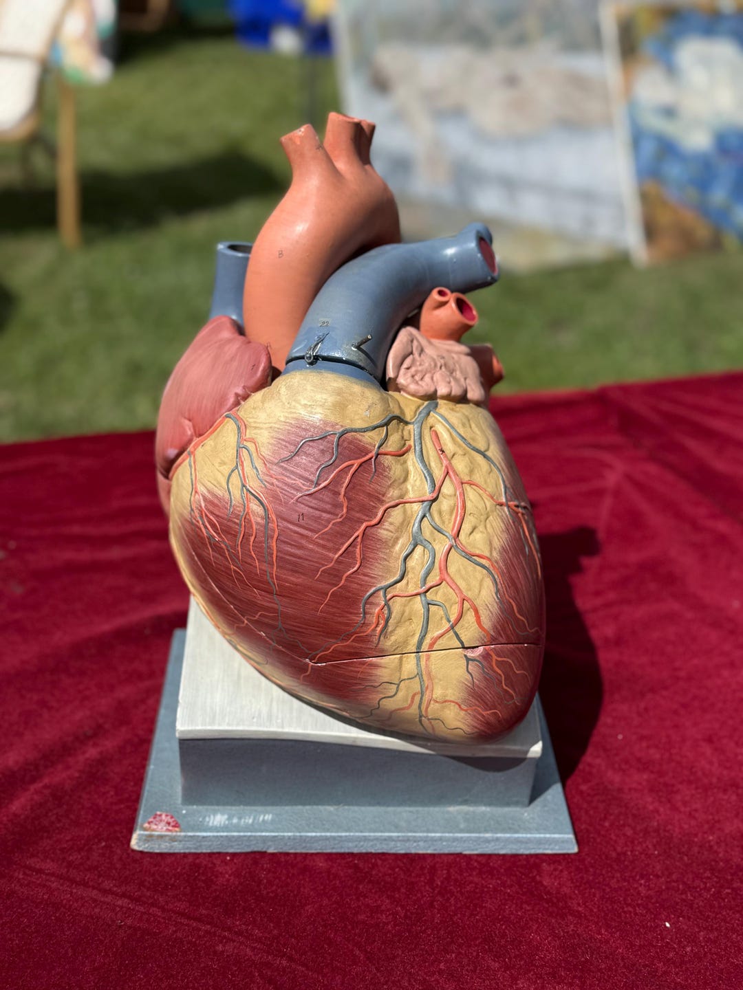 Vintage 8 X Life Size SOMSO Human Heart Educational Model Anatomy Model ...