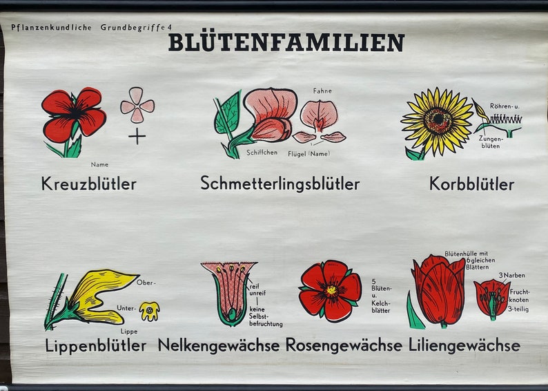 Vintage Botanical Roll Down School Chart of Flower Families Types - Etsy